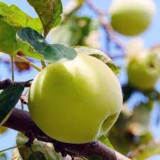 Lodi Apple Tree - Un arbre pour mon quartier