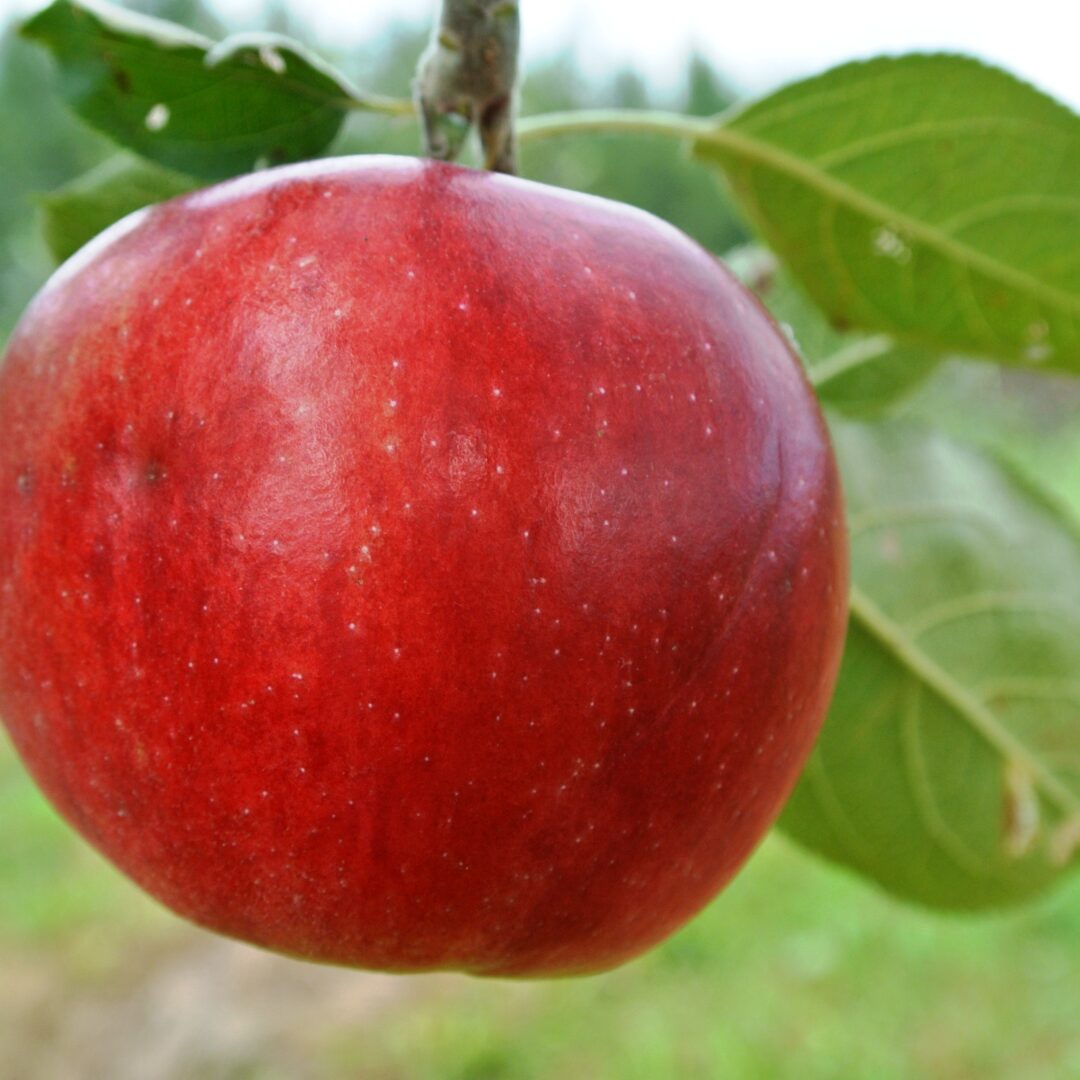 Redfree Apple tree - Un arbre pour mon quartier