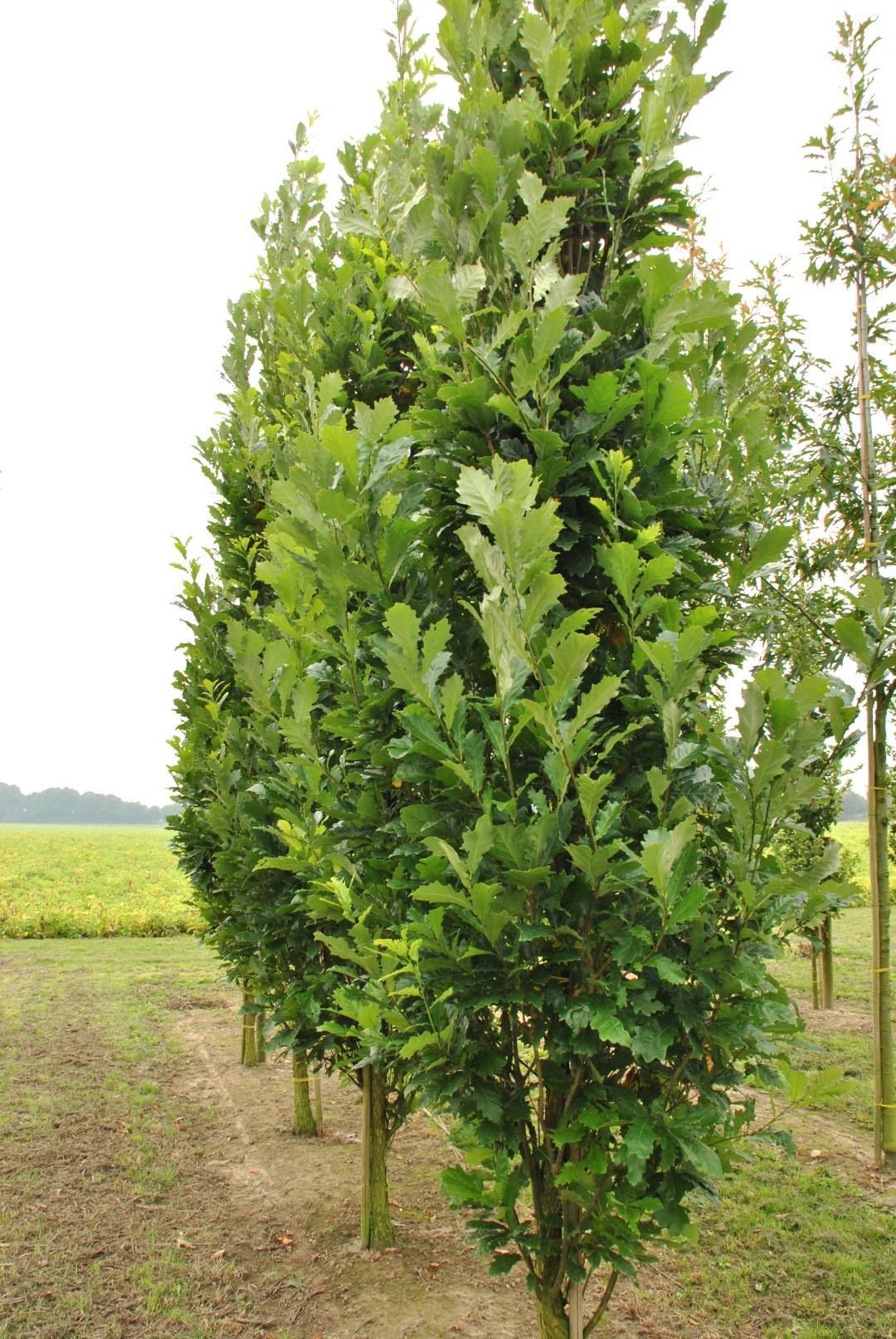 Regal Prince Oak - Un arbre pour mon quartier