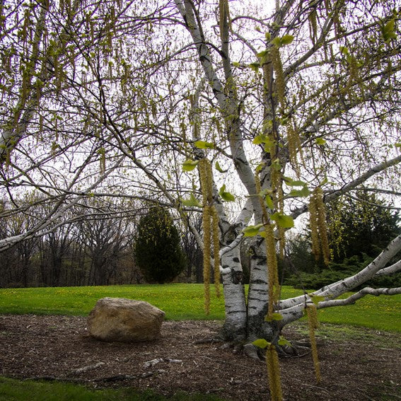 Renaissance Reflection Paper Birch - Un arbre pour mon quartier
