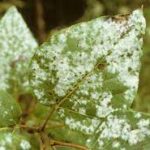 Maladies et ravageurs - Un arbre pour mon quartier