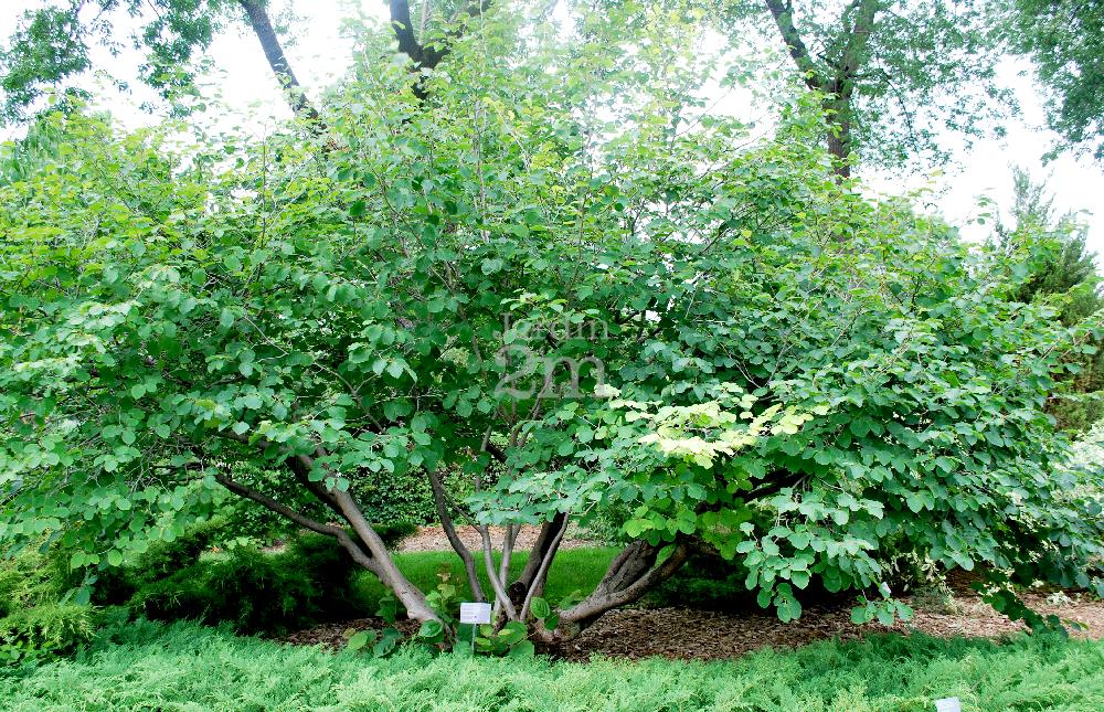 Hamamélis de Virginie multi-troncs - Un arbre pour mon quartier