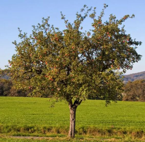 Pommier 'Snowsweet' - Un arbre pour mon quartier