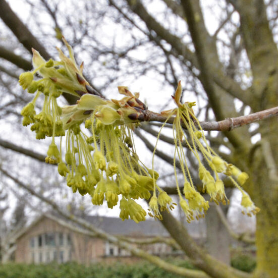 Greencolumn Maple - Un arbre pour mon quartier