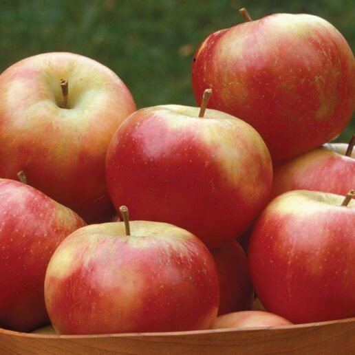 Pommier 'Snowsweet' - Un arbre pour mon quartier