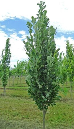 Kindred Spirit Oak - Un arbre pour mon quartier