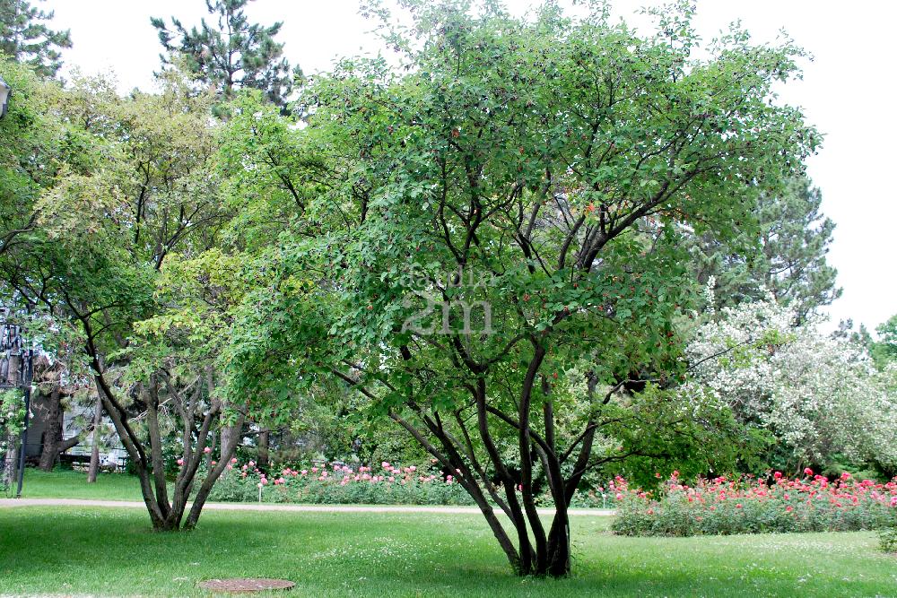 Canadian Serviceberry multi-stemmed - Un arbre pour mon quartier