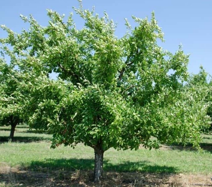 Reine Claude Plum tree - Un arbre pour mon quartier