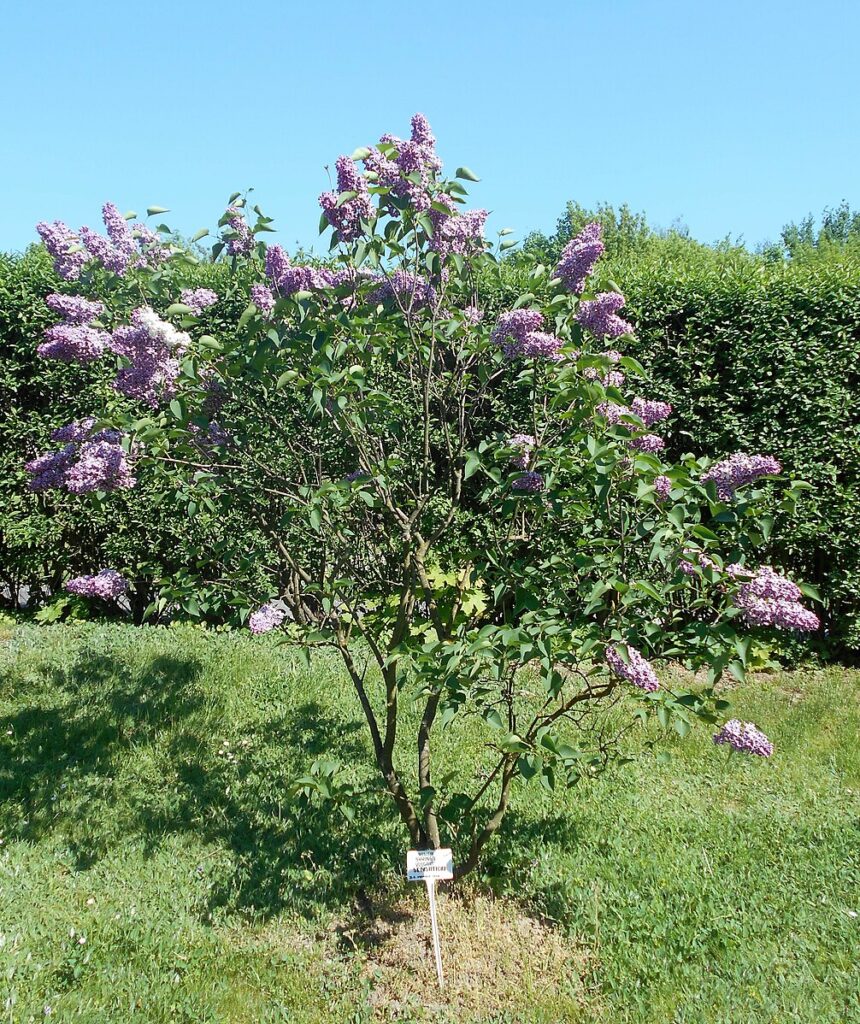 Lilas commun 'Sensation' multi-tronc - Un arbre pour mon quartier