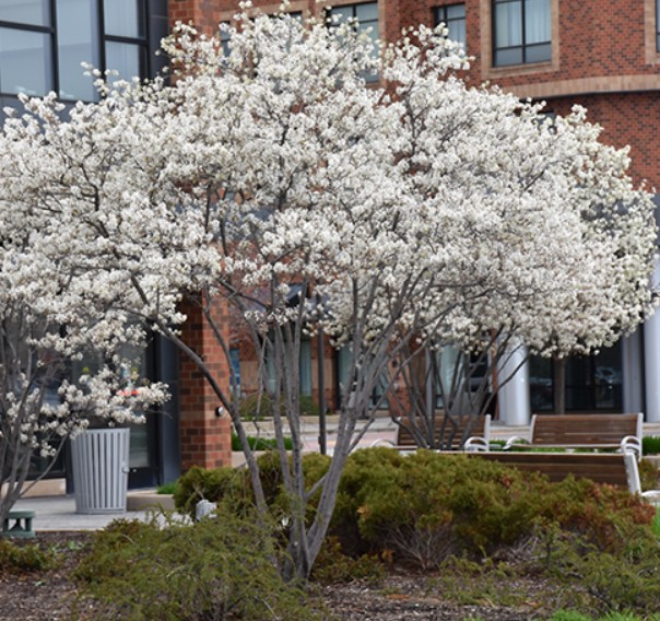 Amélanchier à grandes fleurs 'Autumn Brilliance' multi tronc - Un arbre ...